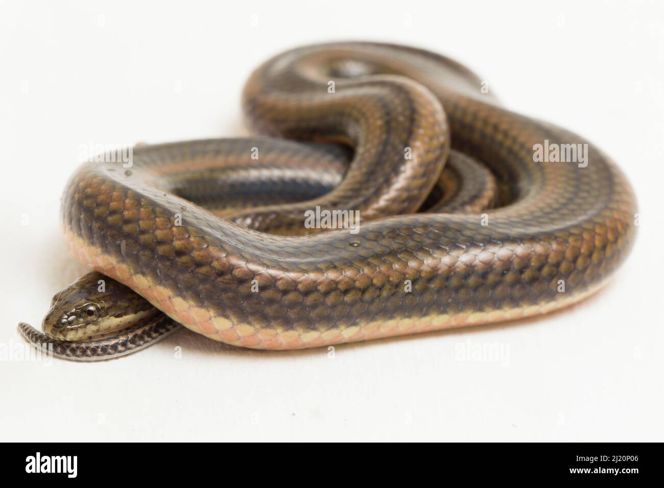 Rainbow water snake Enhydris enhydris isolated on white background ...
