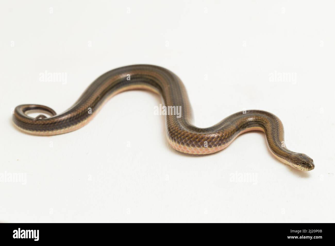 Rainbow water snake Enhydris enhydris isolated on white background ...