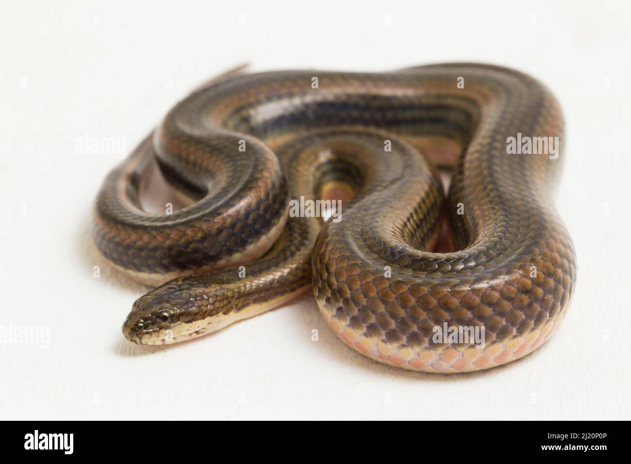 Rainbow water snake Enhydris enhydris isolated on white background ...
