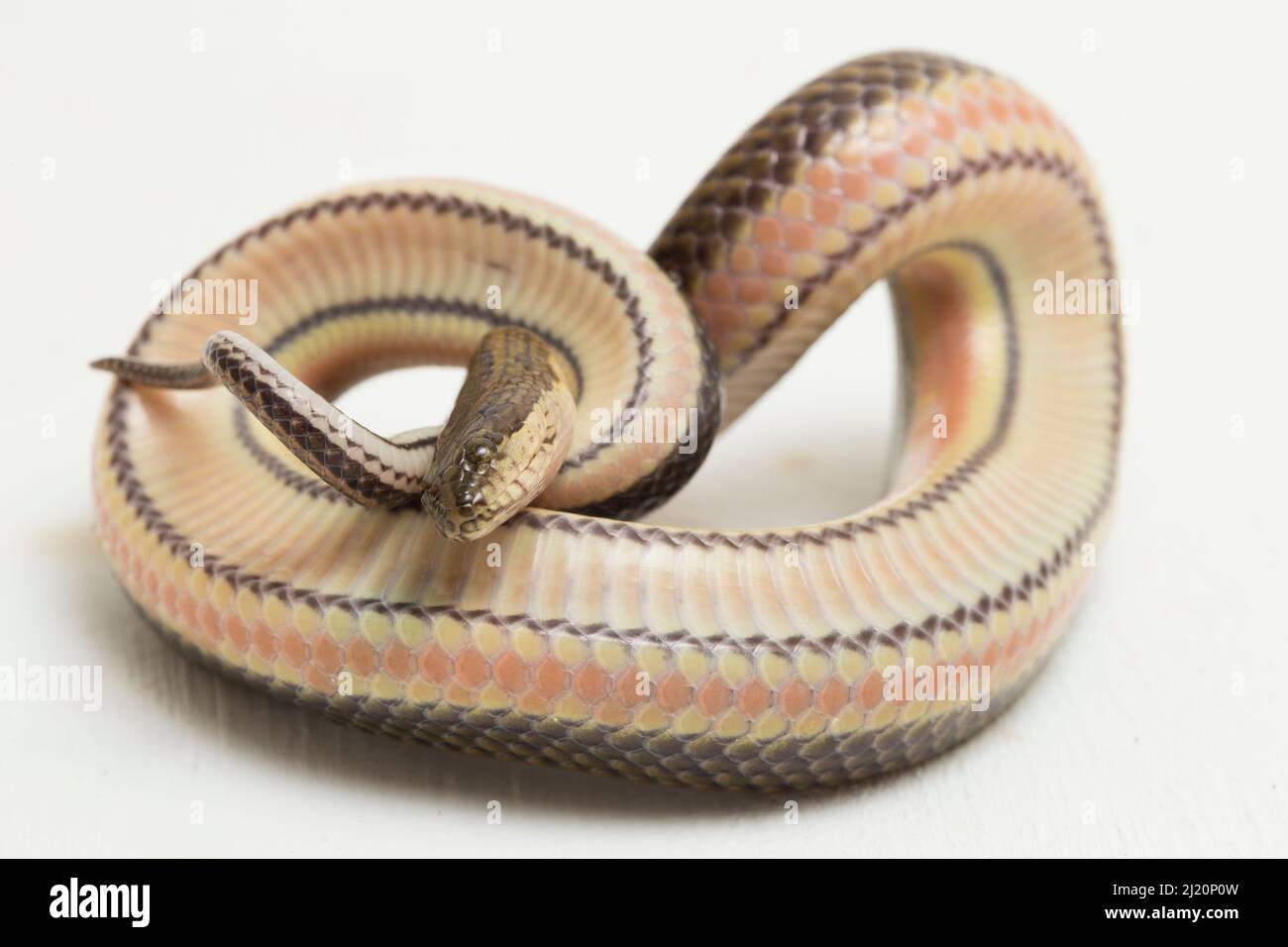 Rainbow water snake Enhydris enhydris isolated on white background ...