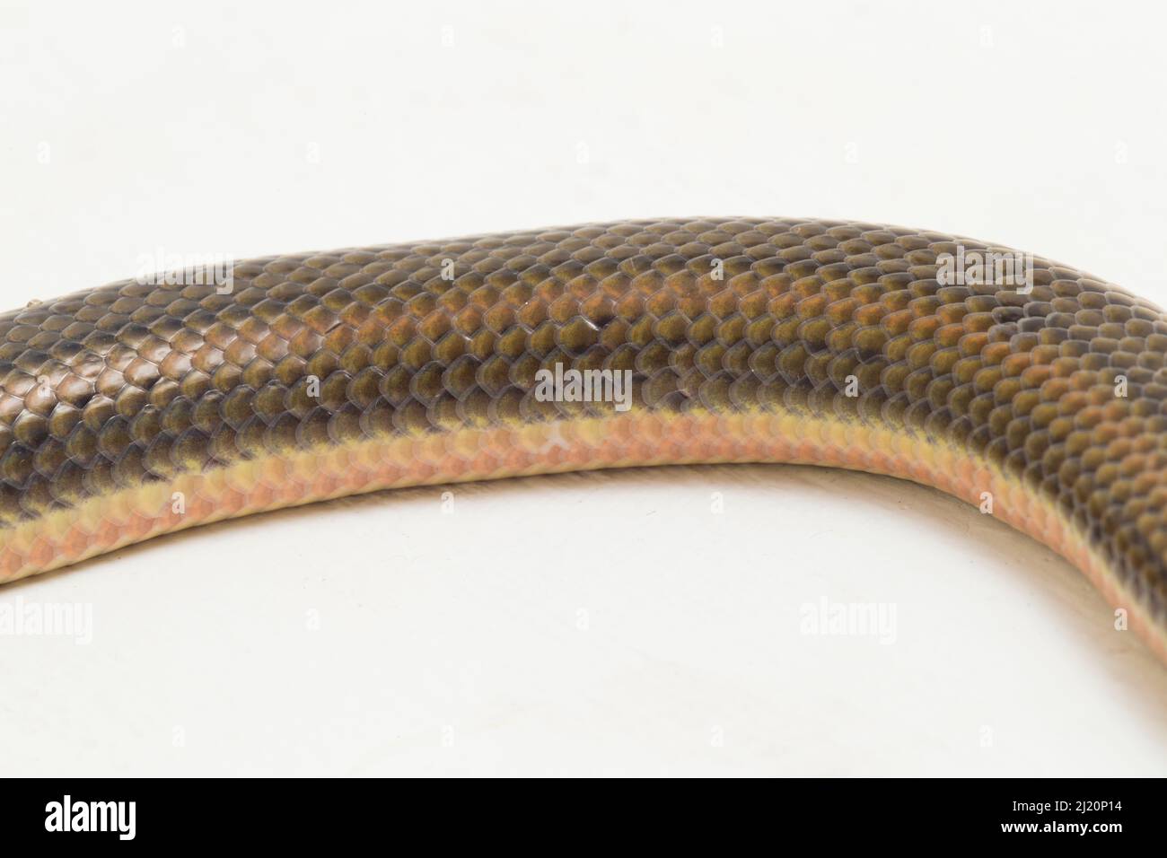 Rainbow water snake Enhydris enhydris isolated on white background ...