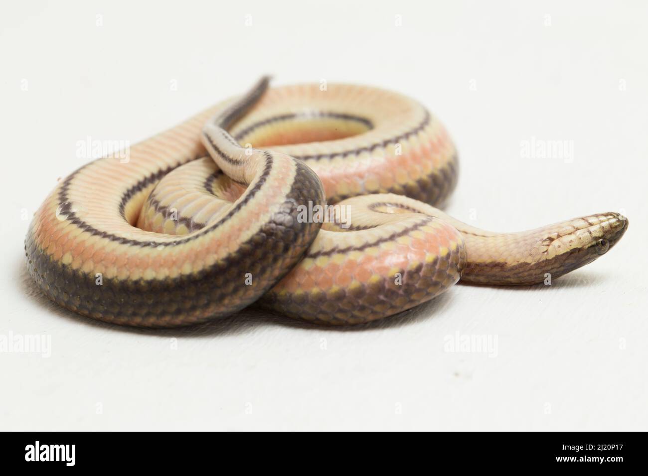 Rainbow water snake Enhydris enhydris isolated on white background ...
