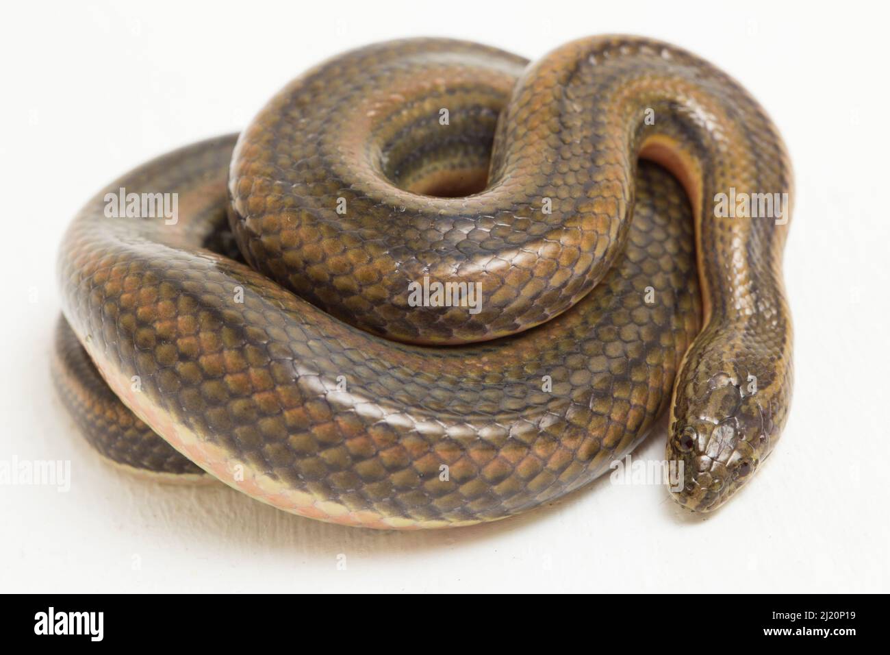 Rainbow python Cut Out Stock Images & Pictures - Alamy