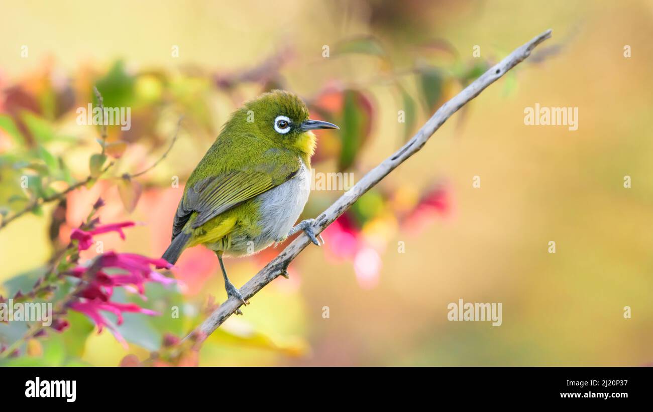 Sri Lanka white-eye Bird perched in a branch against the natural ...