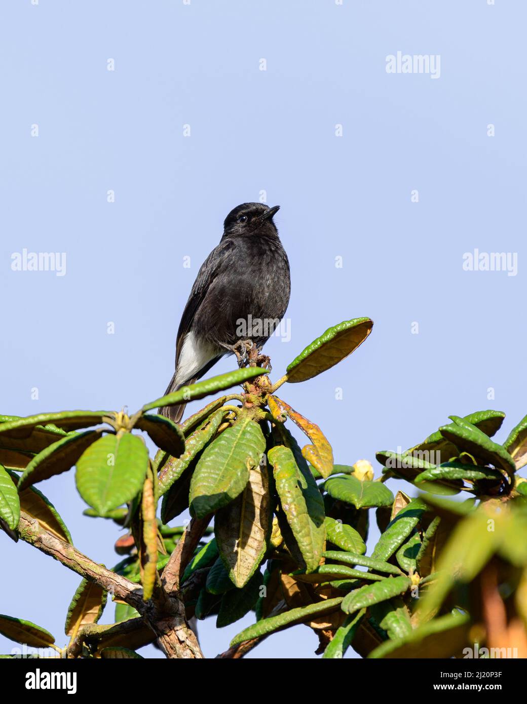 Azalea tree hi-res stock photography and images - Alamy