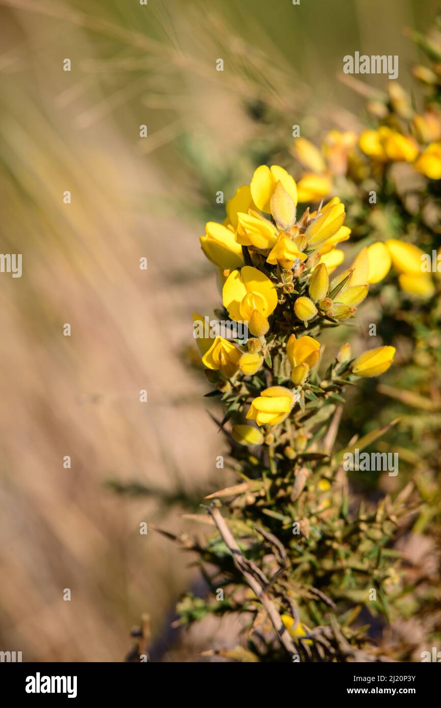 Beautiful yellow flowers close up, Common gorse thorny shrub invasive ...