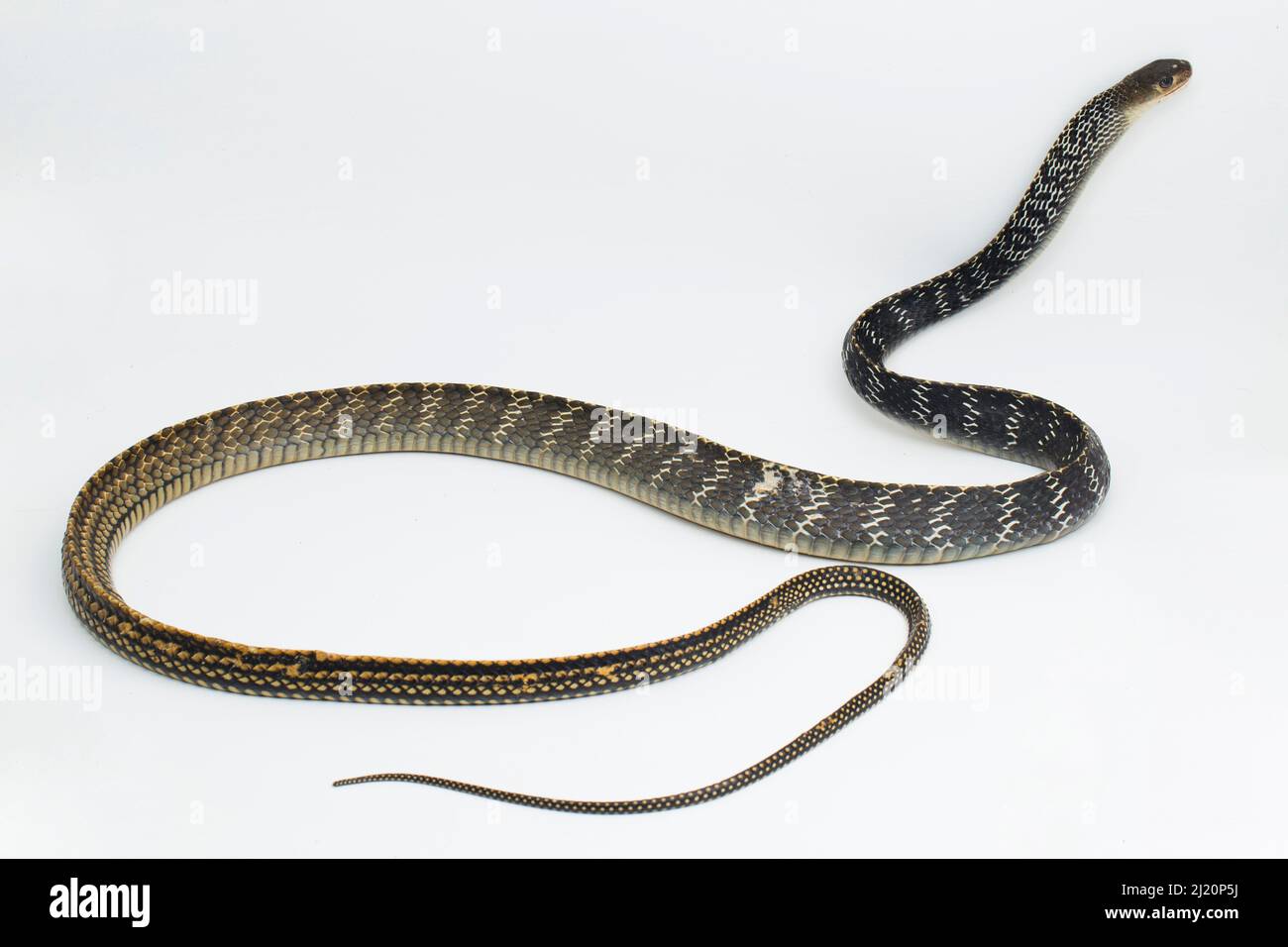 Keeled Rat Snake Ptyas carinata isolated on white background Stock ...