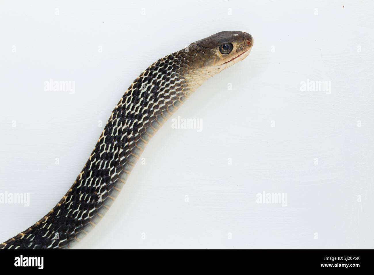 Keeled Rat Snake Ptyas carinata isolated on white background Stock ...