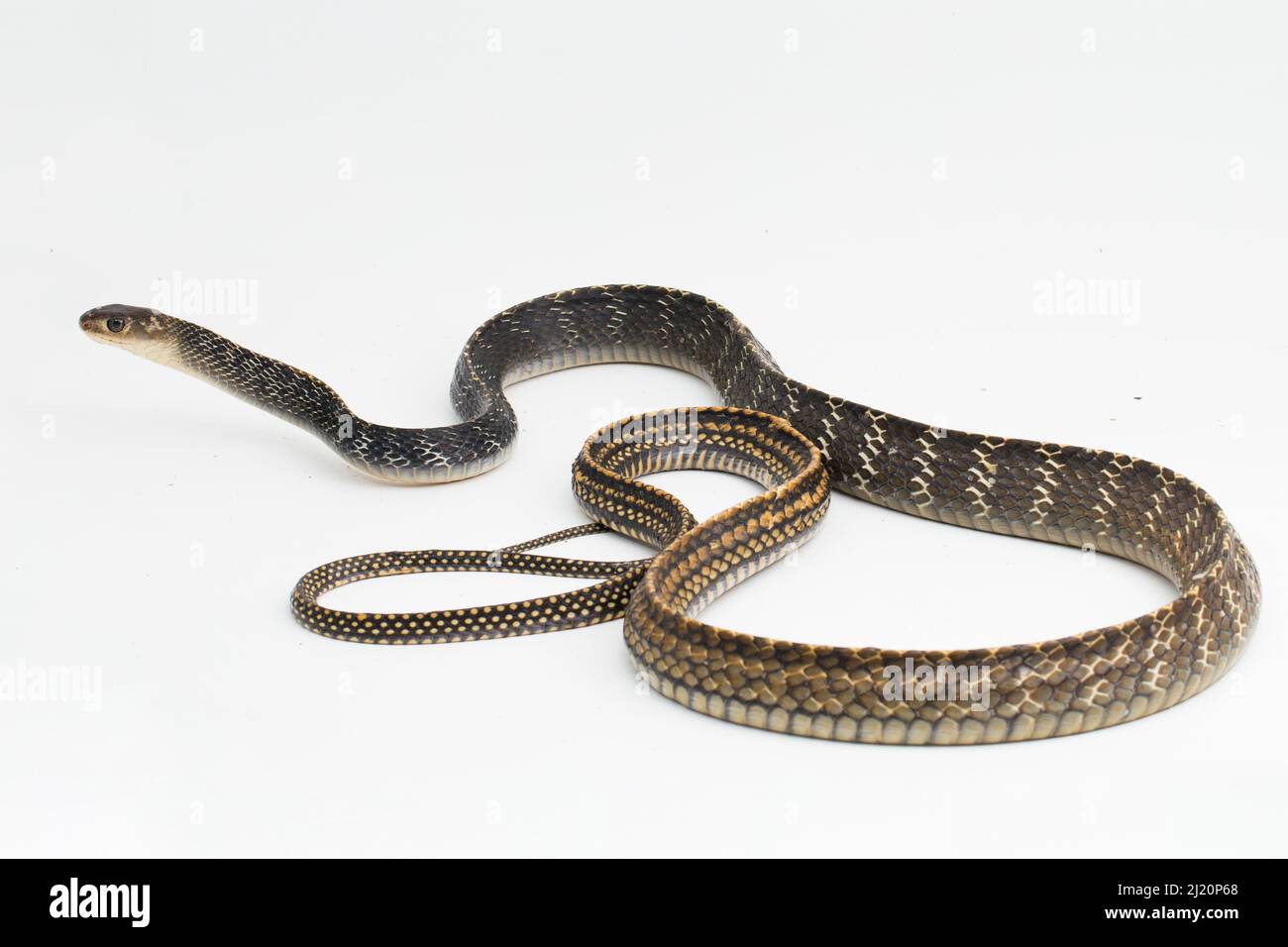 Keeled Rat Snake Ptyas carinata isolated on white background Stock ...