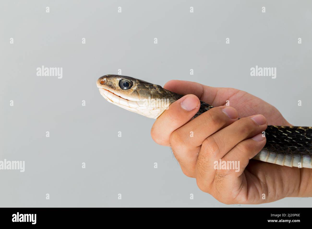 Keeled Rat Snake Ptyas carinata isolated on white background Stock ...