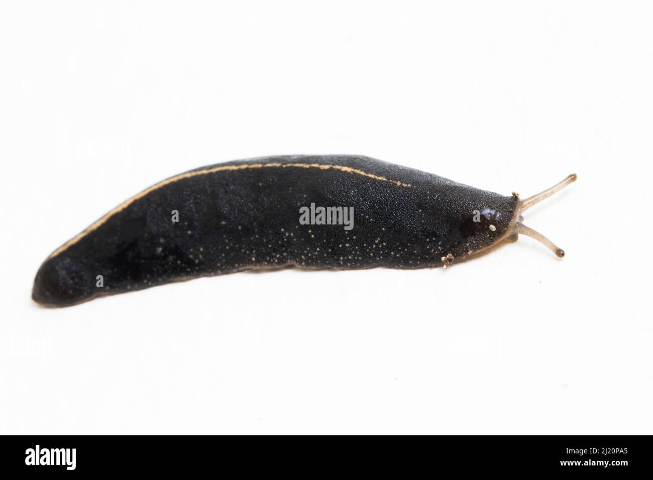 Slug or Common Slug isolated on a white background Stock Photo - Alamy