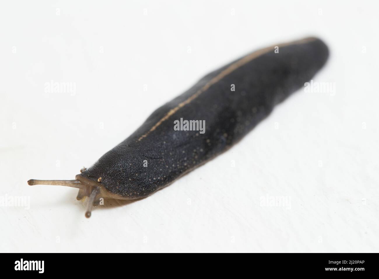 Slug or Common Slug isolated on a white background Stock Photo - Alamy