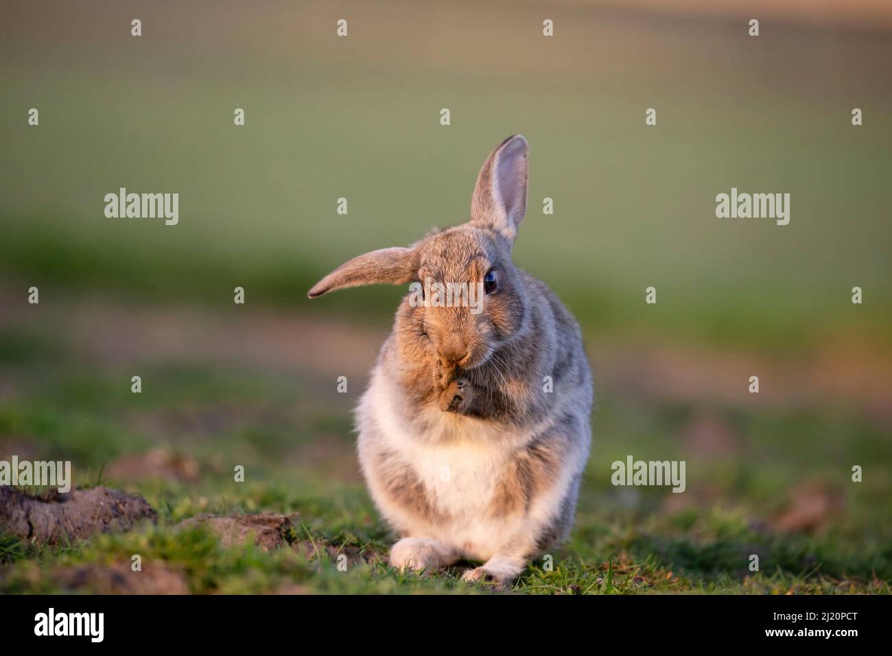 Rabbit grooming oryctolagus cuniculus hi-res stock photography and ...