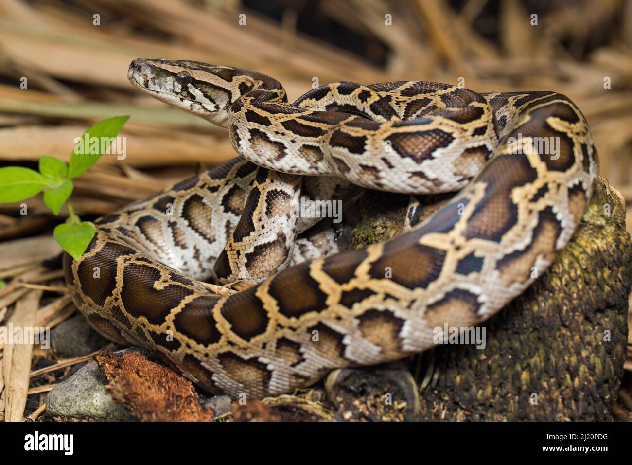Burmese genetic hi-res stock photography and images - Alamy