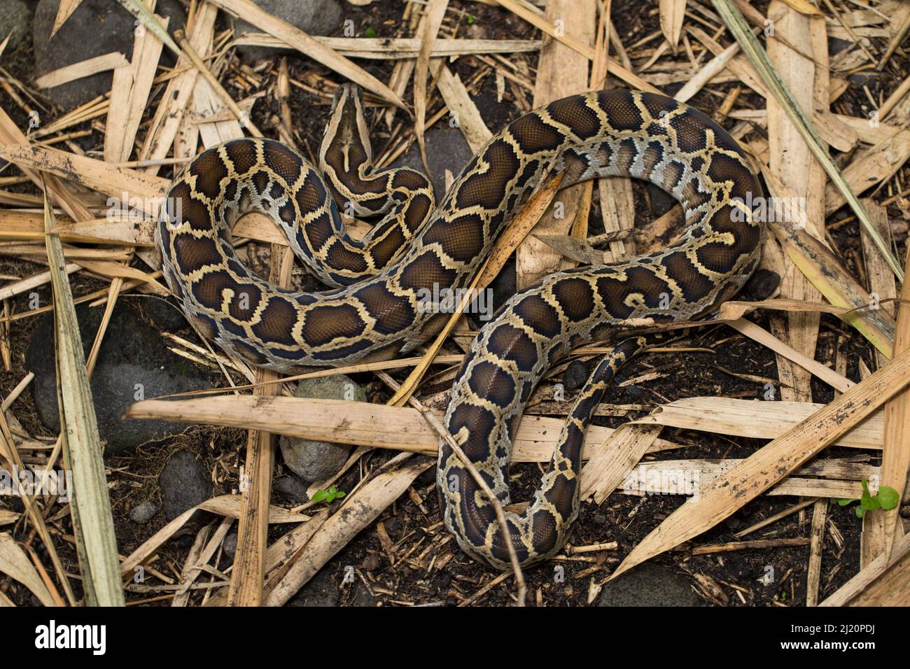 Snake Burmese Python molurus bivittatus Stock Photo - Alamy