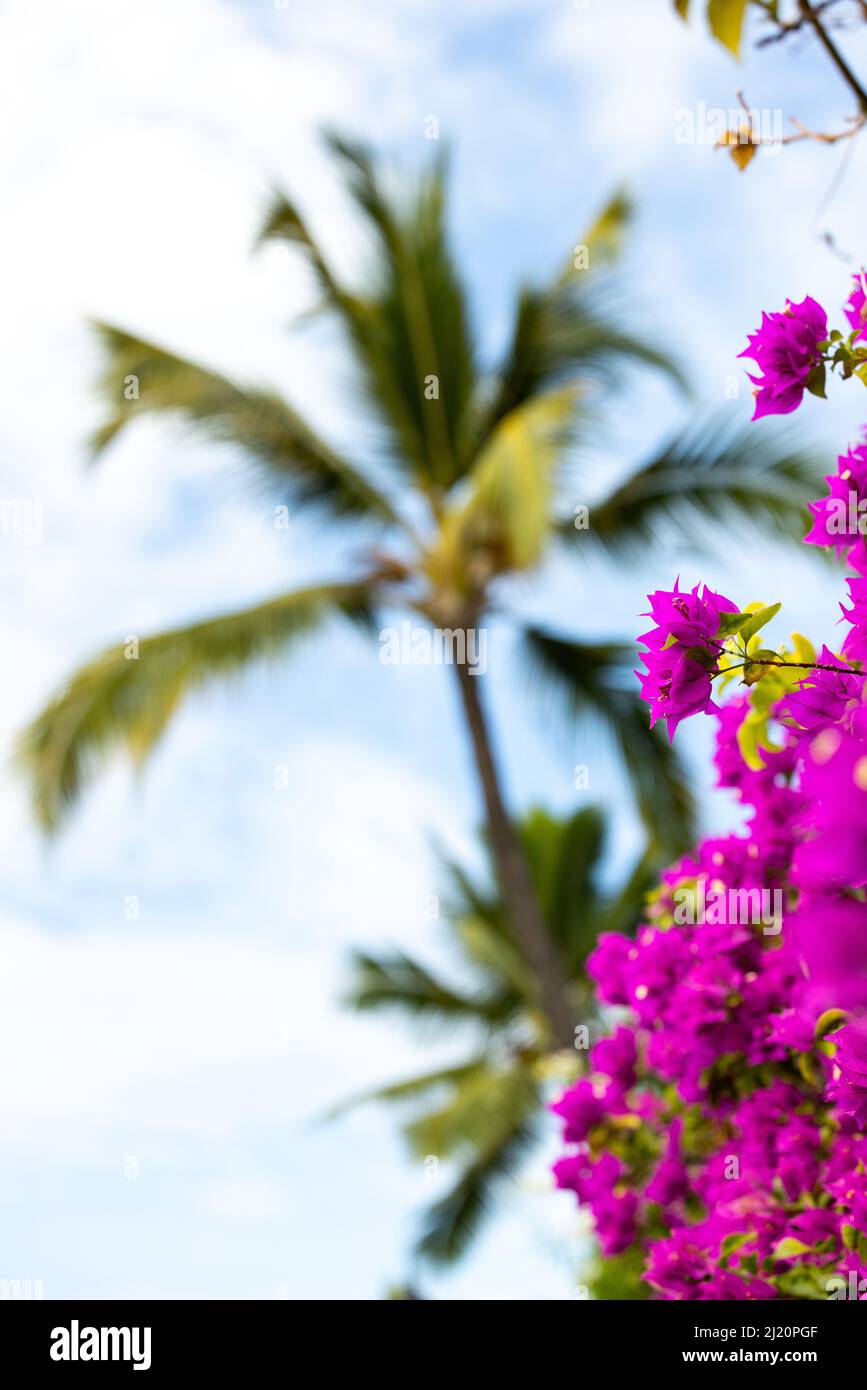 Fuchsia bougainvillea flower with palm tree in background Stock Photo ...