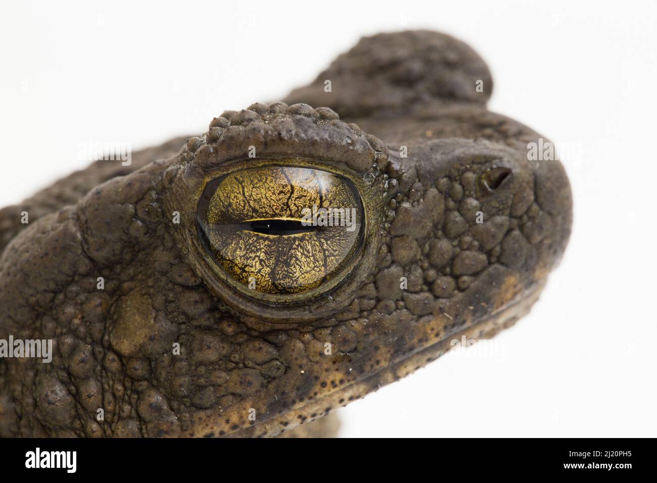 Asian giant toad Phrynoidis asper isolated on white background Stock ...