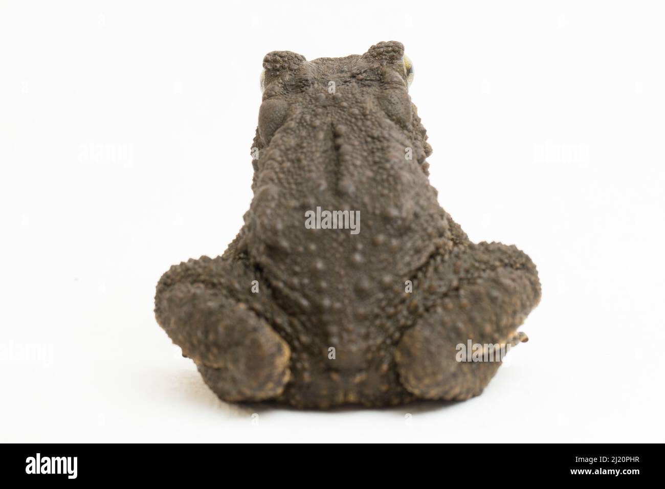 Asian giant toad Phrynoidis asper isolated on white background Stock ...