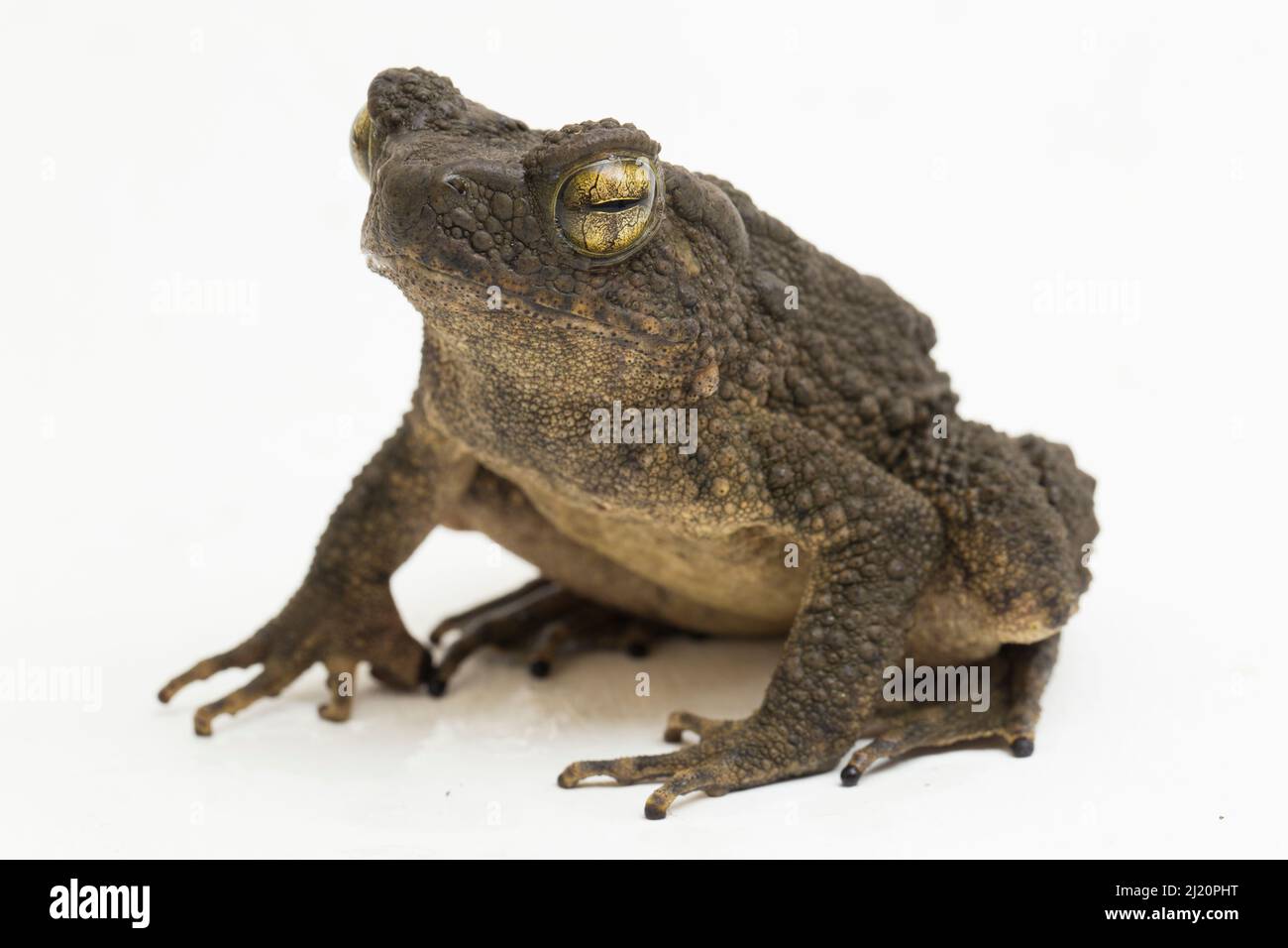 Asian giant toad Phrynoidis asper isolated on white background Stock ...