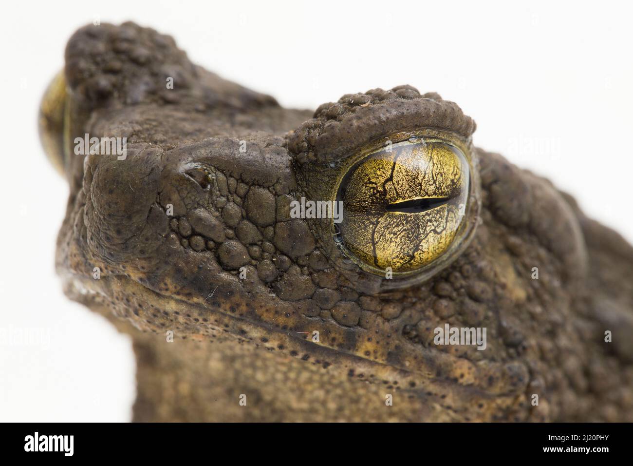 Asian giant toad Phrynoidis asper isolated on white background Stock ...