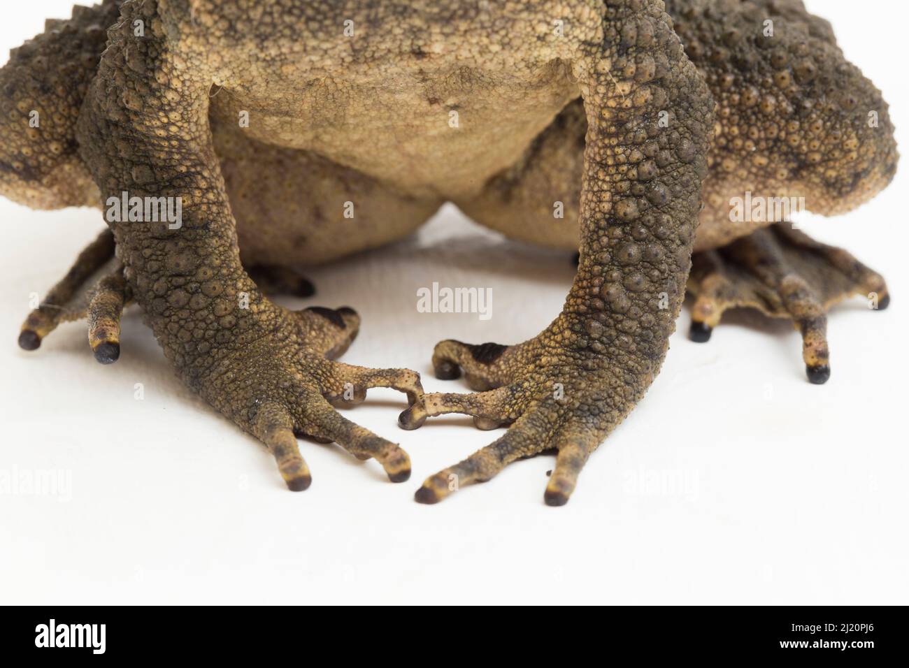 Asian giant toad Phrynoidis asper isolated on white background Stock ...