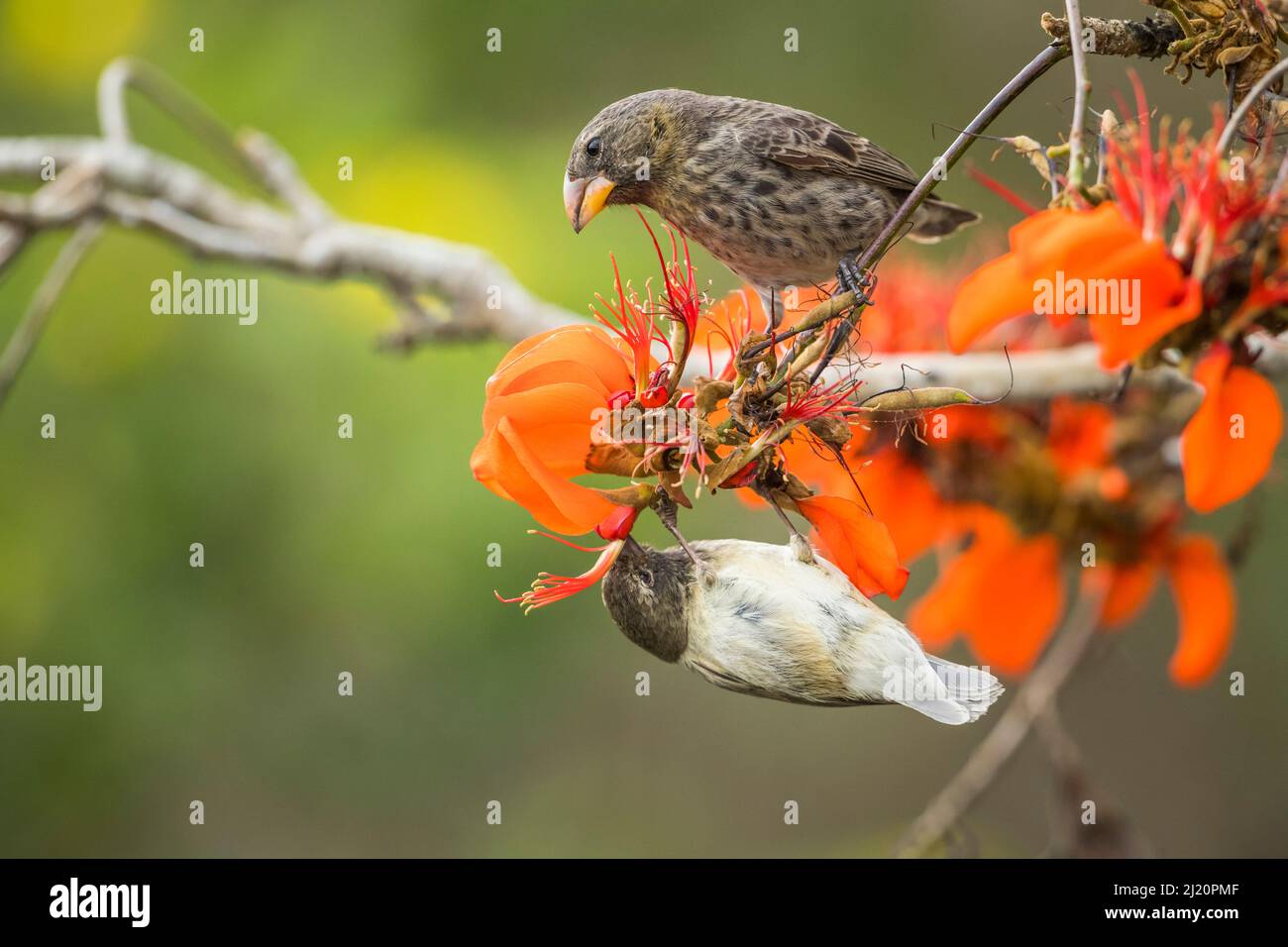 Small tree finch (Camarhynchus parvulus) hanging upside down and ...