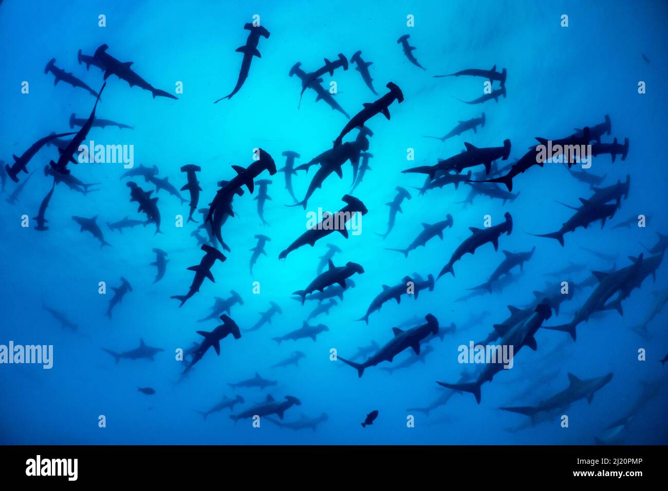 Scalloped Hammerhead Shark Shoal Sphyrna Lewini Wolf Island