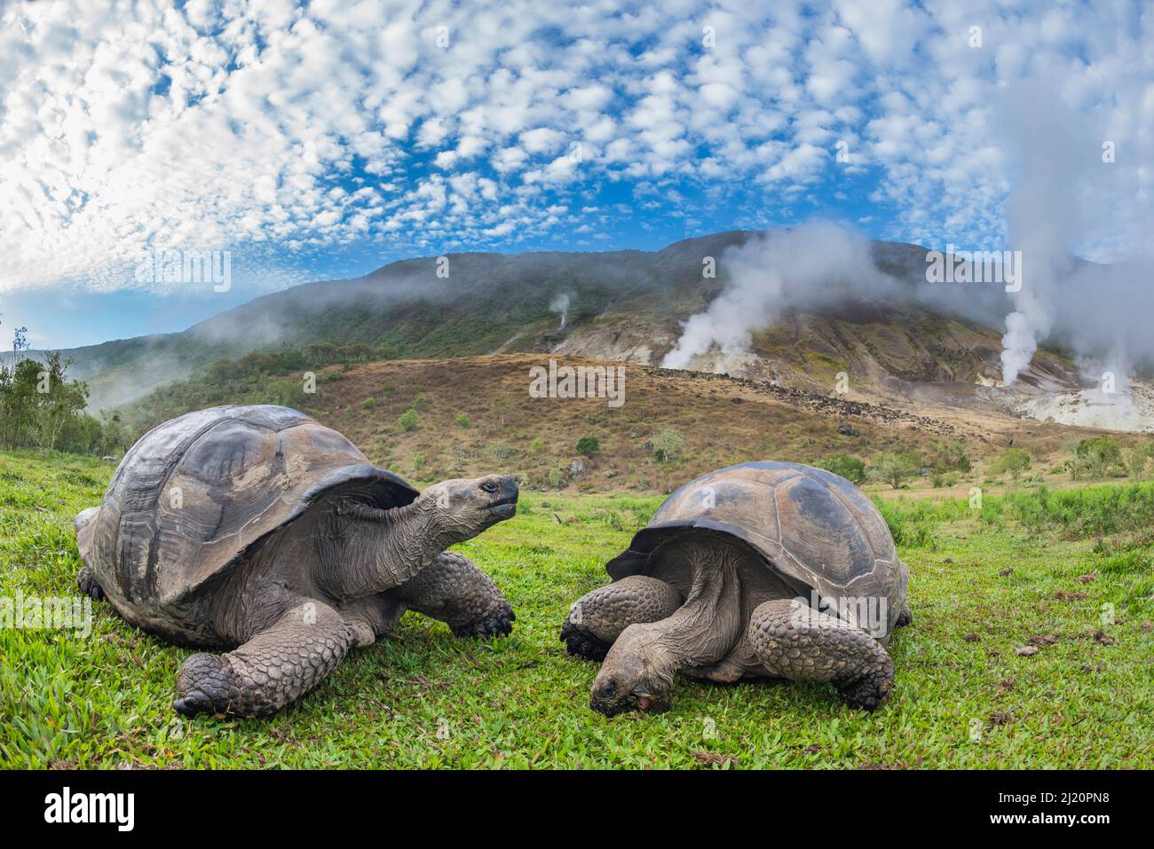 Alcedo giant tortoises (Chelonoidis vandenburghi) and volcanic ...