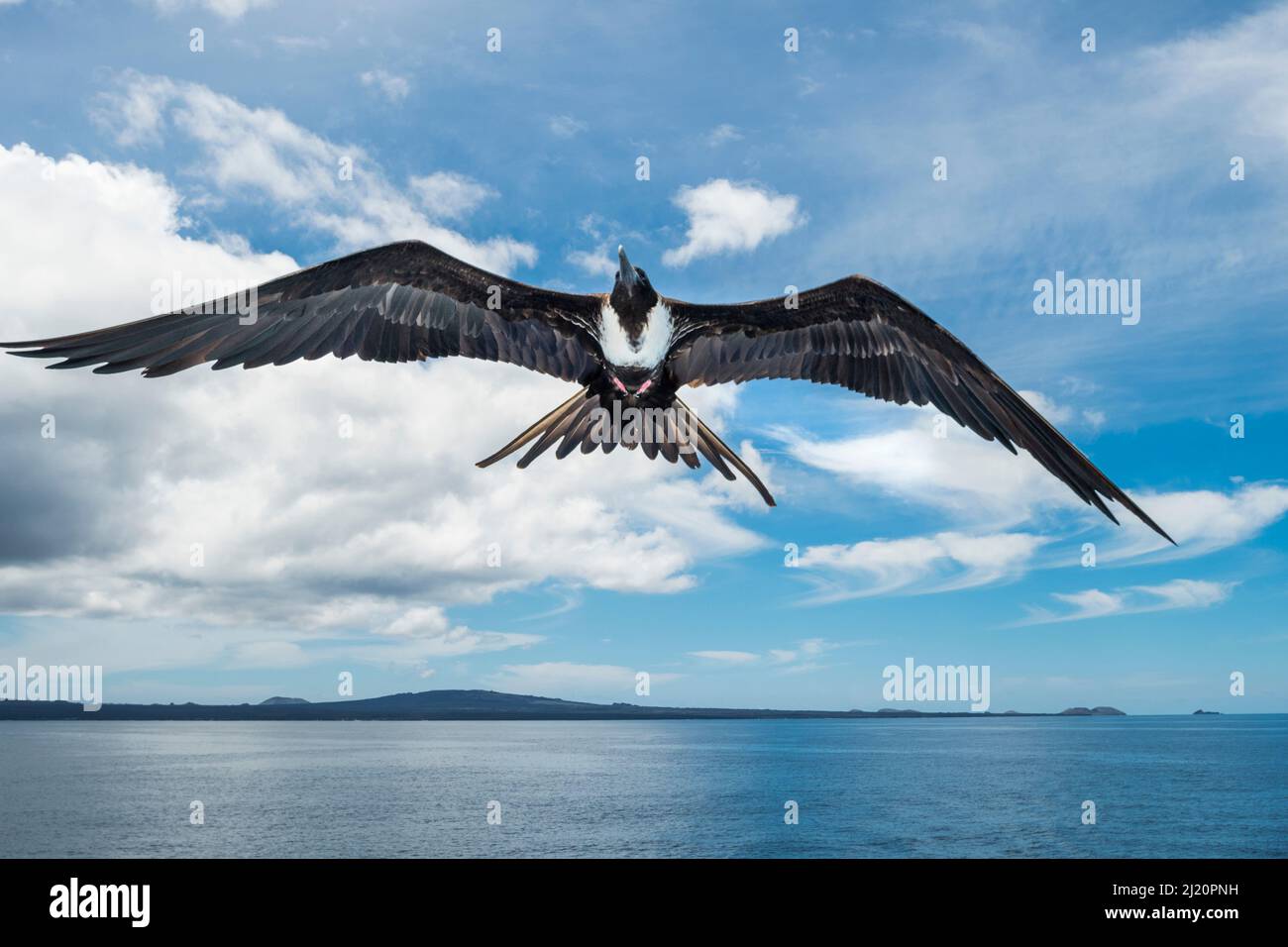 Magnificent frigatebird (Fregata magnificens) in flight, Rabida Island ...