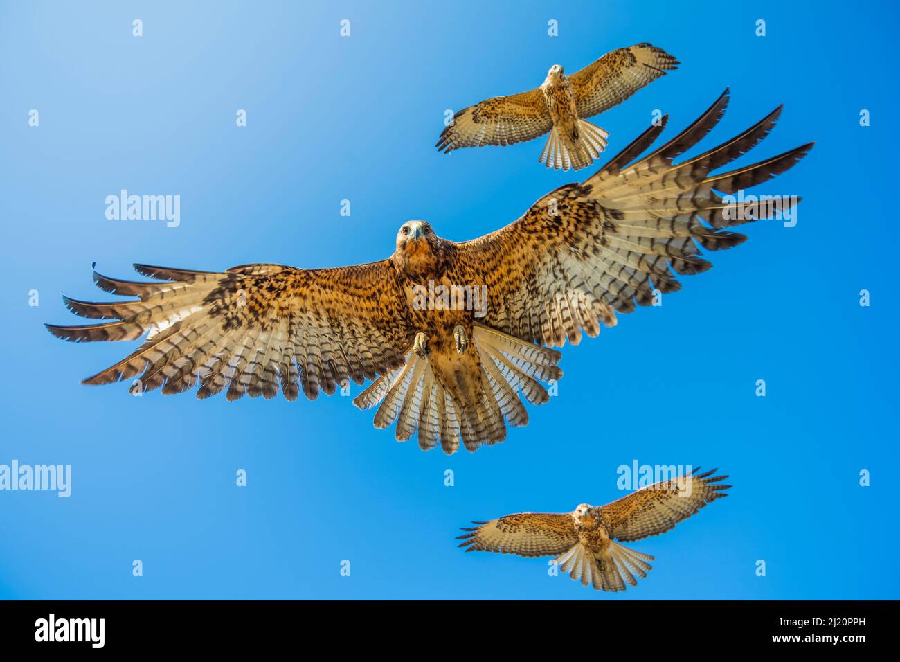 Galapagos hawk (Buteo galapagoensis) group of three in flight, Alcedo ...