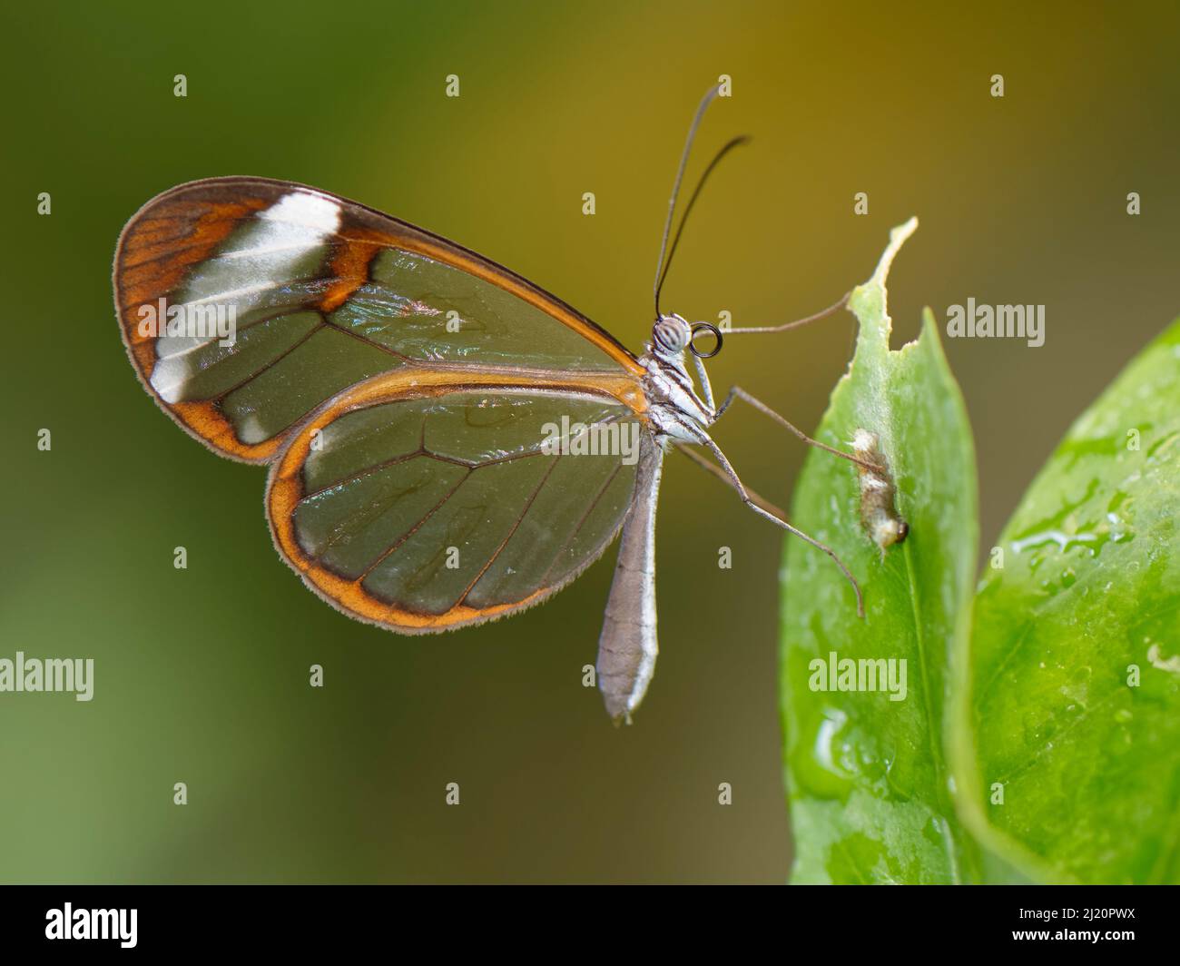 Glasswing butterfly (Greta oto), Mariposario del Drago, Icod de Los ...