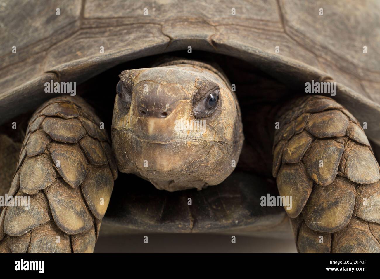 Asian forest tortoise Manouria emys isolated on white background Stock ...