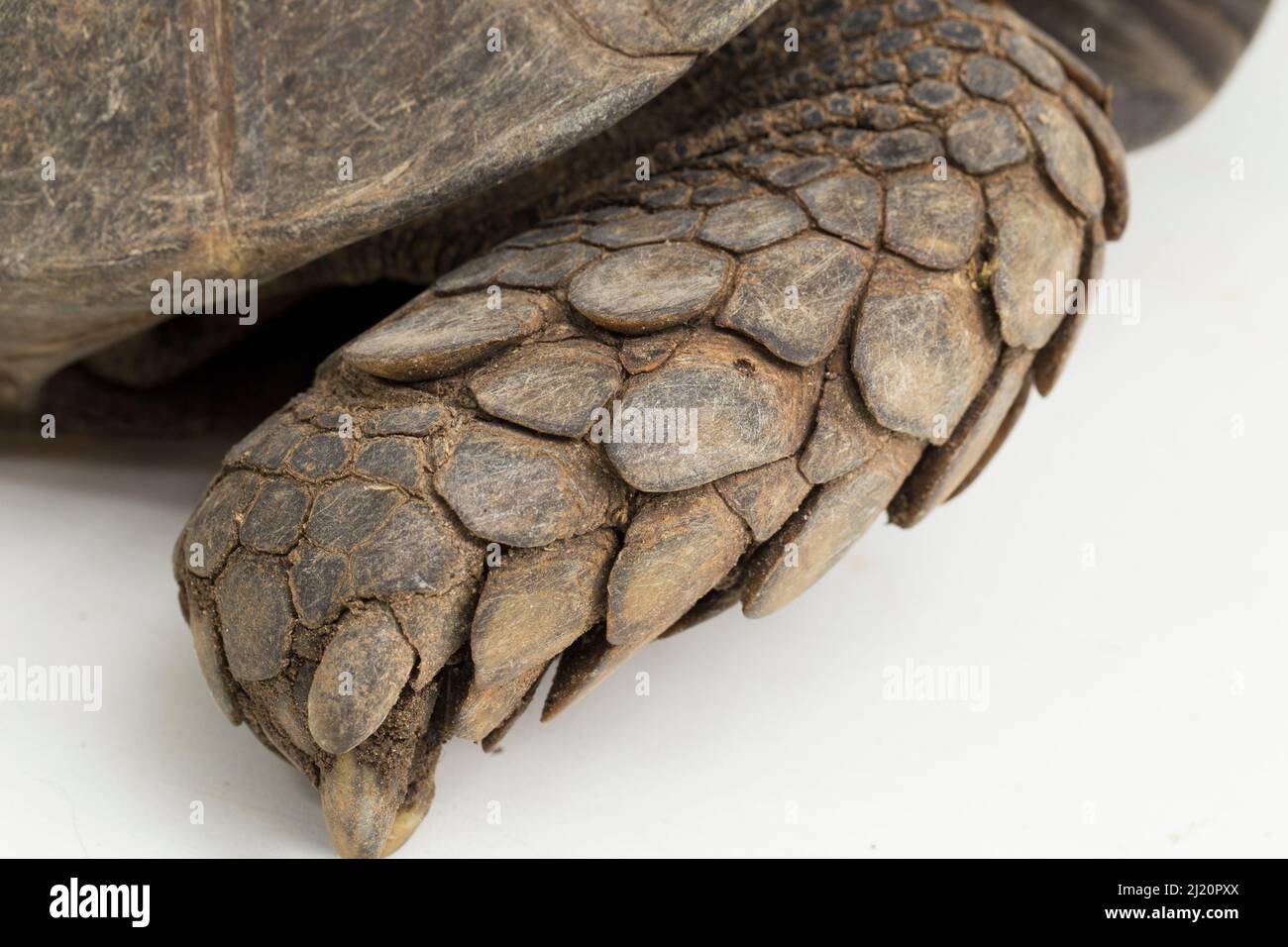 Asian forest tortoise Manouria emys isolated on white background Stock ...