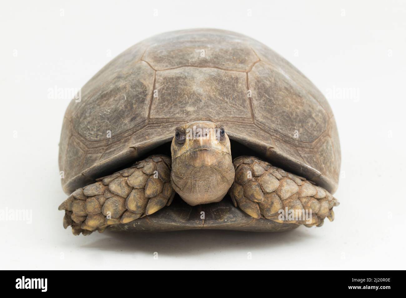 Asian forest tortoise Manouria emys isolated on white background Stock ...