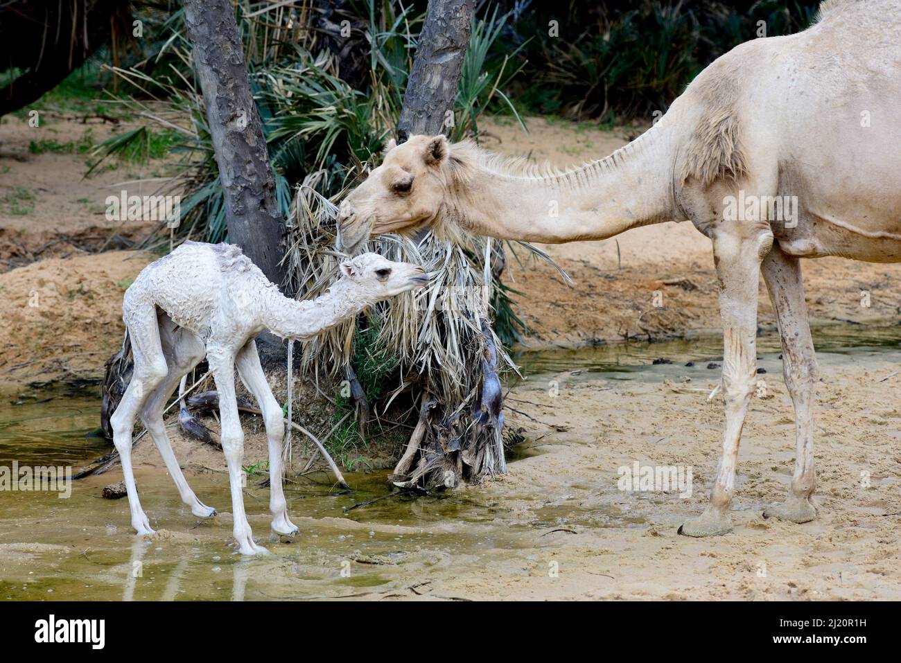 Dromedary camel (Camelus dromedarius) and calf at water, Ennedi Natural ...