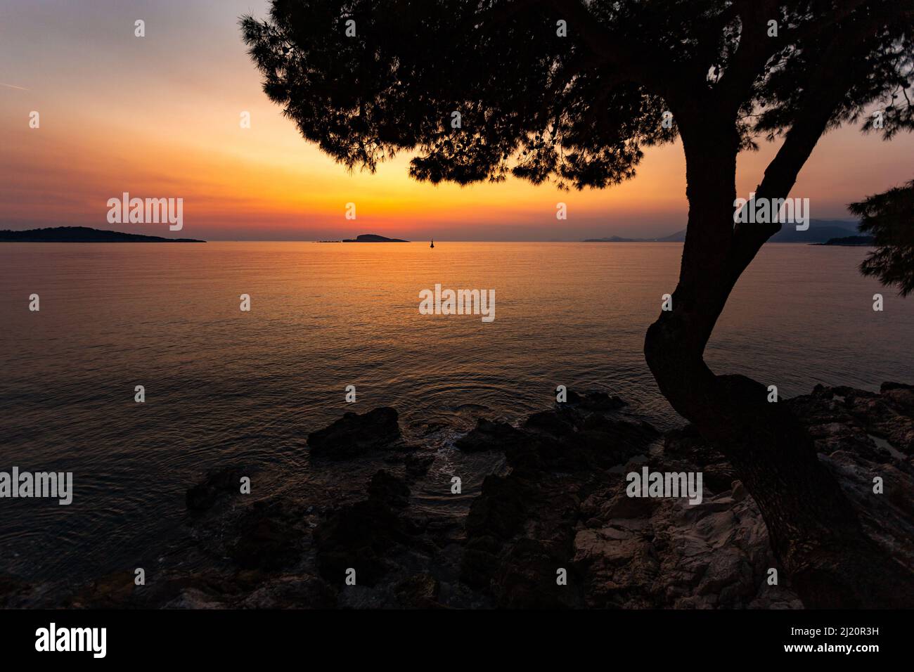Pine trees on a sunset time in a coast of sea Stock Photo - Alamy