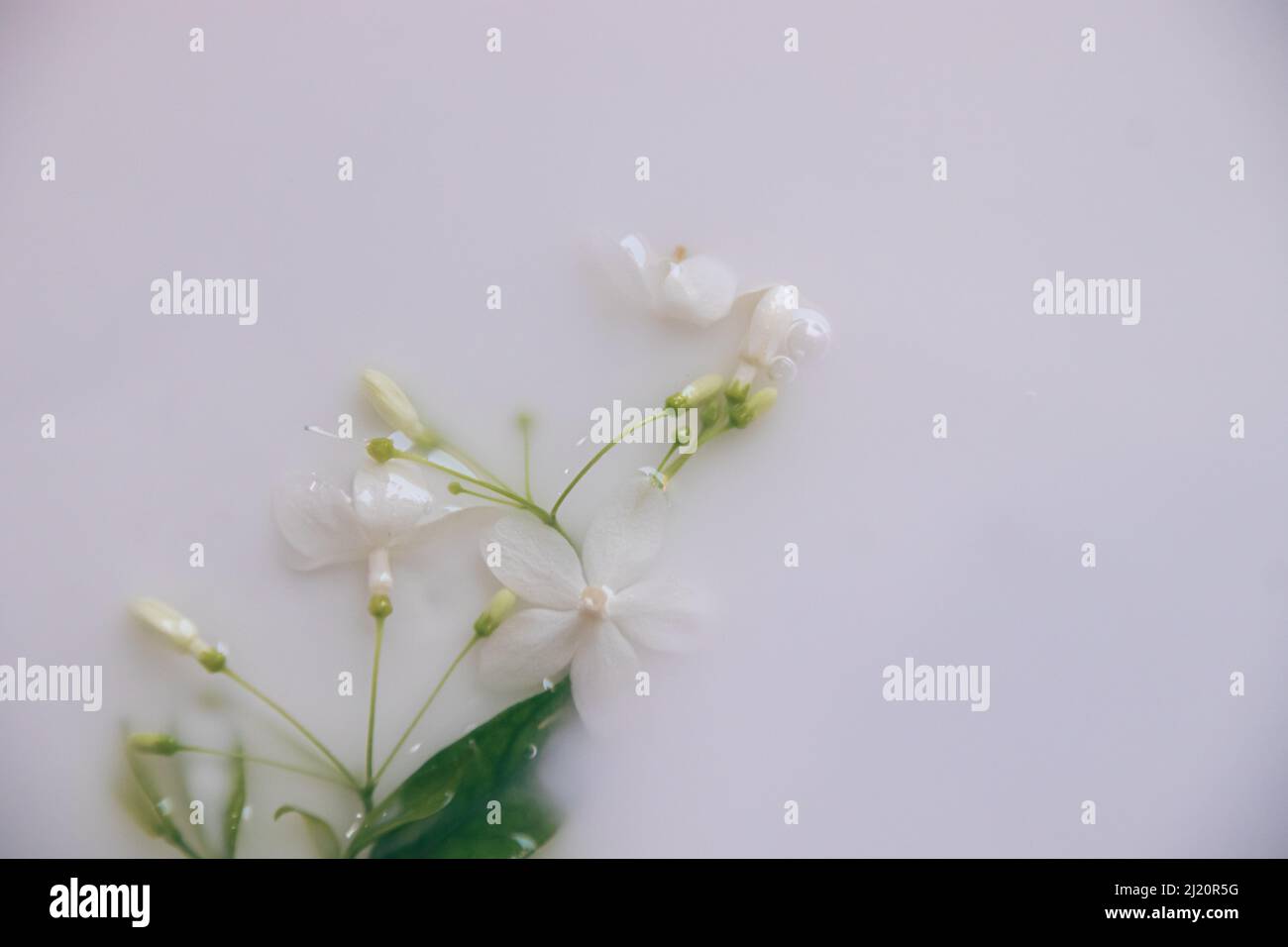 Delicate white flowers in a therapeutic milk bath to show concept of ...