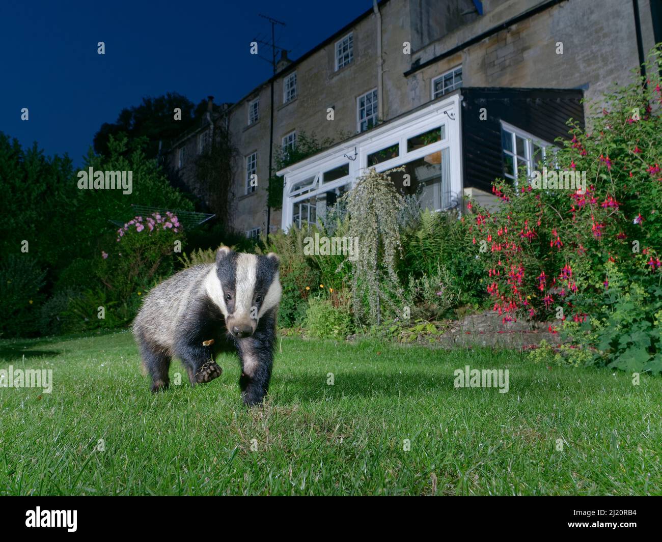 Badger digging hi-res stock photography and images - Alamy