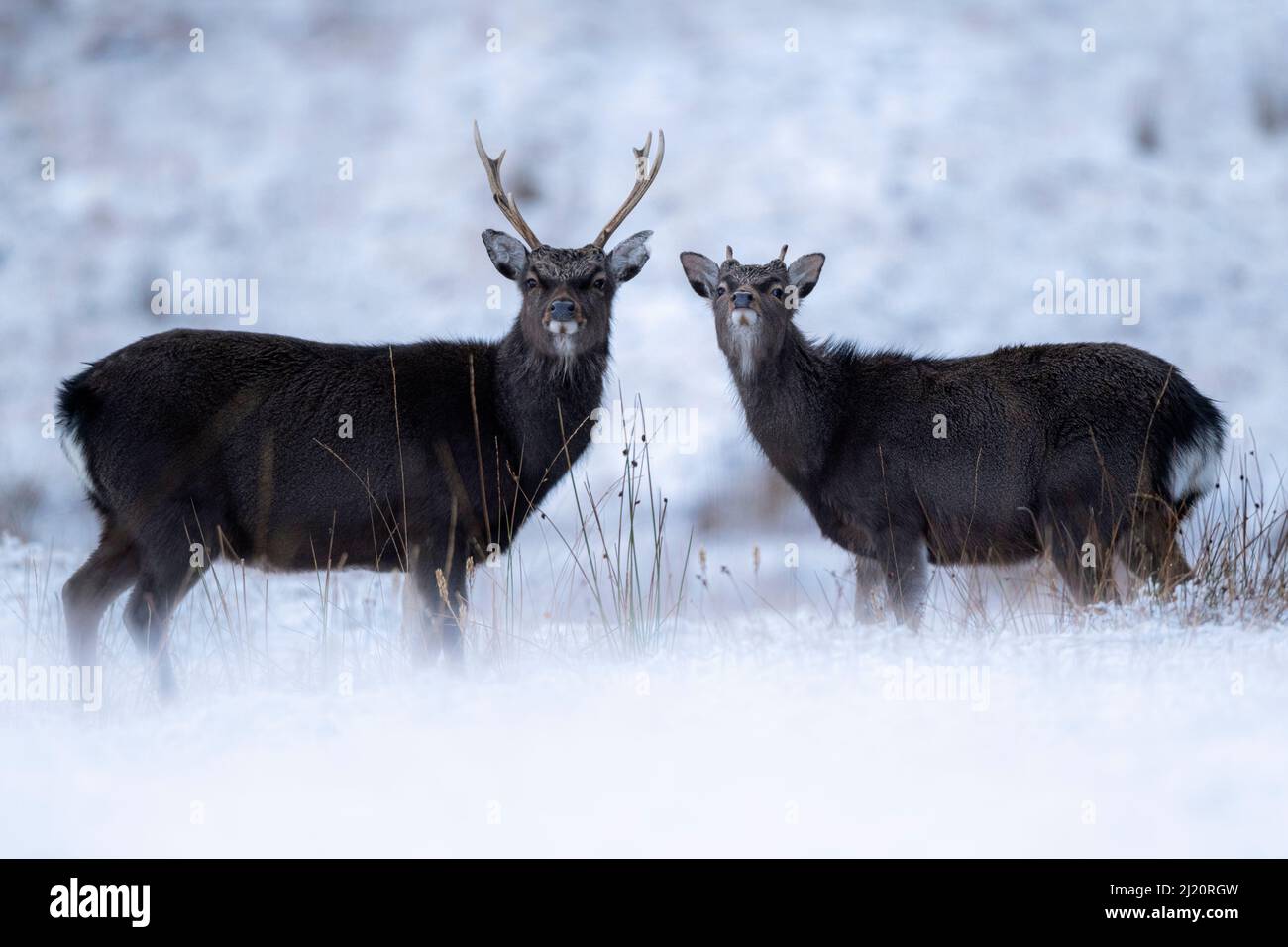 Portrait of two siika deer (Cervus nippon), possibly red deer (Cervus ...