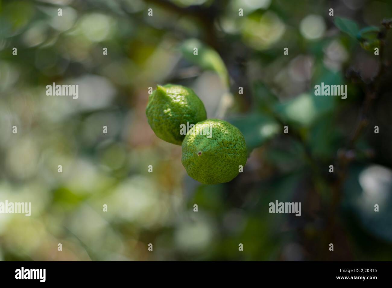 Lemon tree seedlings grown for planting in orchards and still unripe ...
