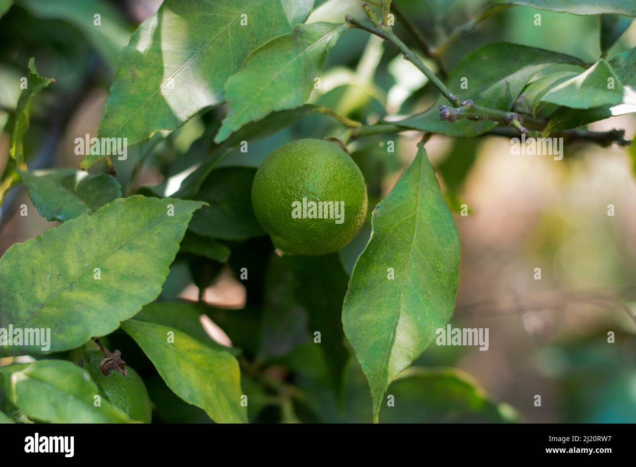 Orange Seedlings Images at Ruby Vannatter blog