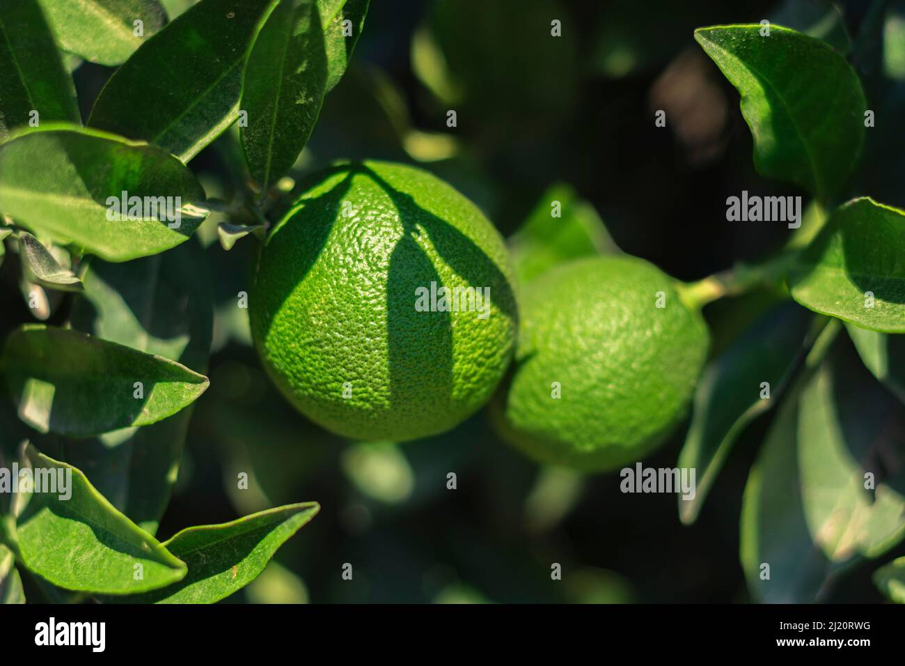 orange seedlings grown for planting in orchards. Unripe Fruit ...