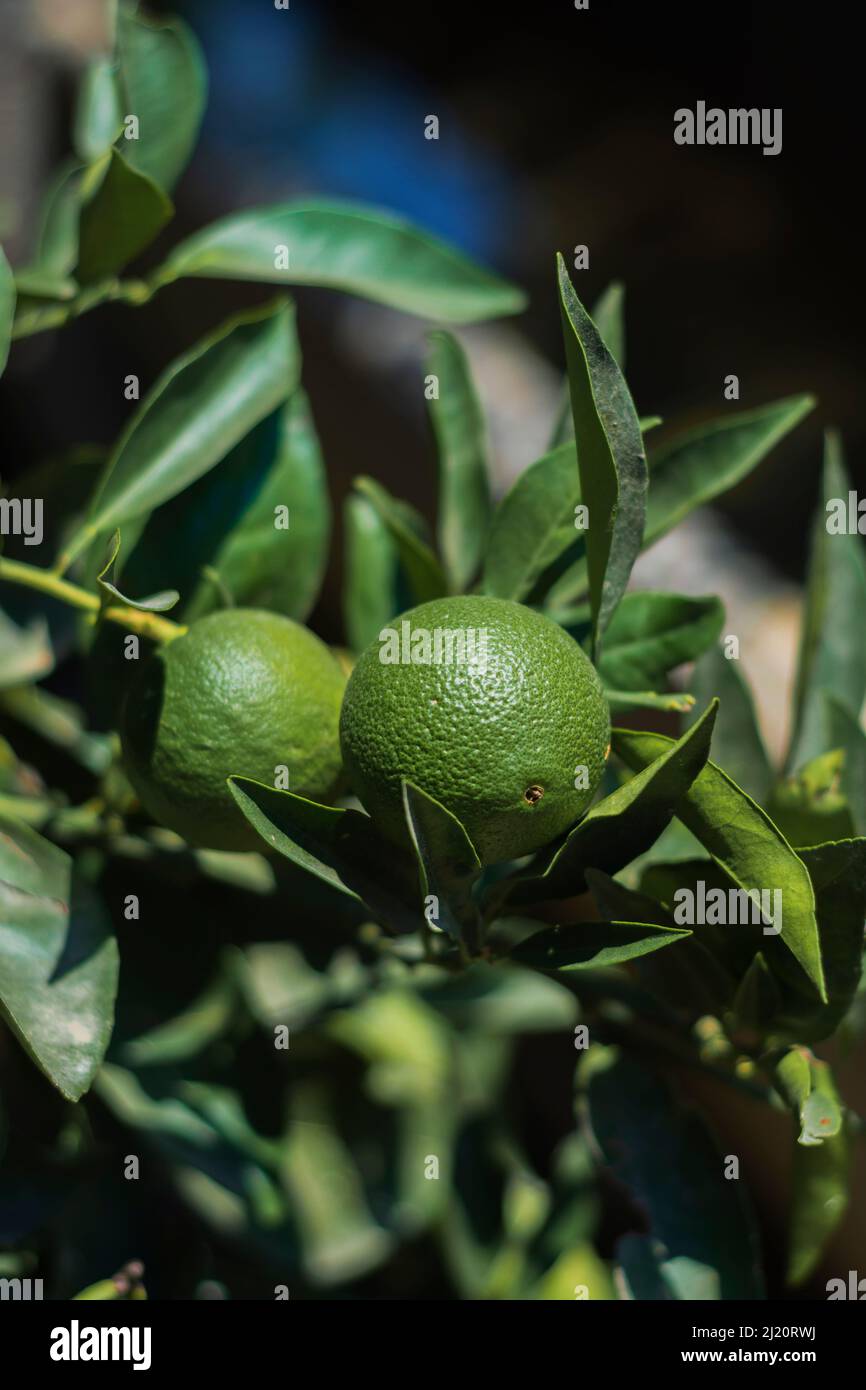Orange seedling hi-res stock photography and images - Alamy