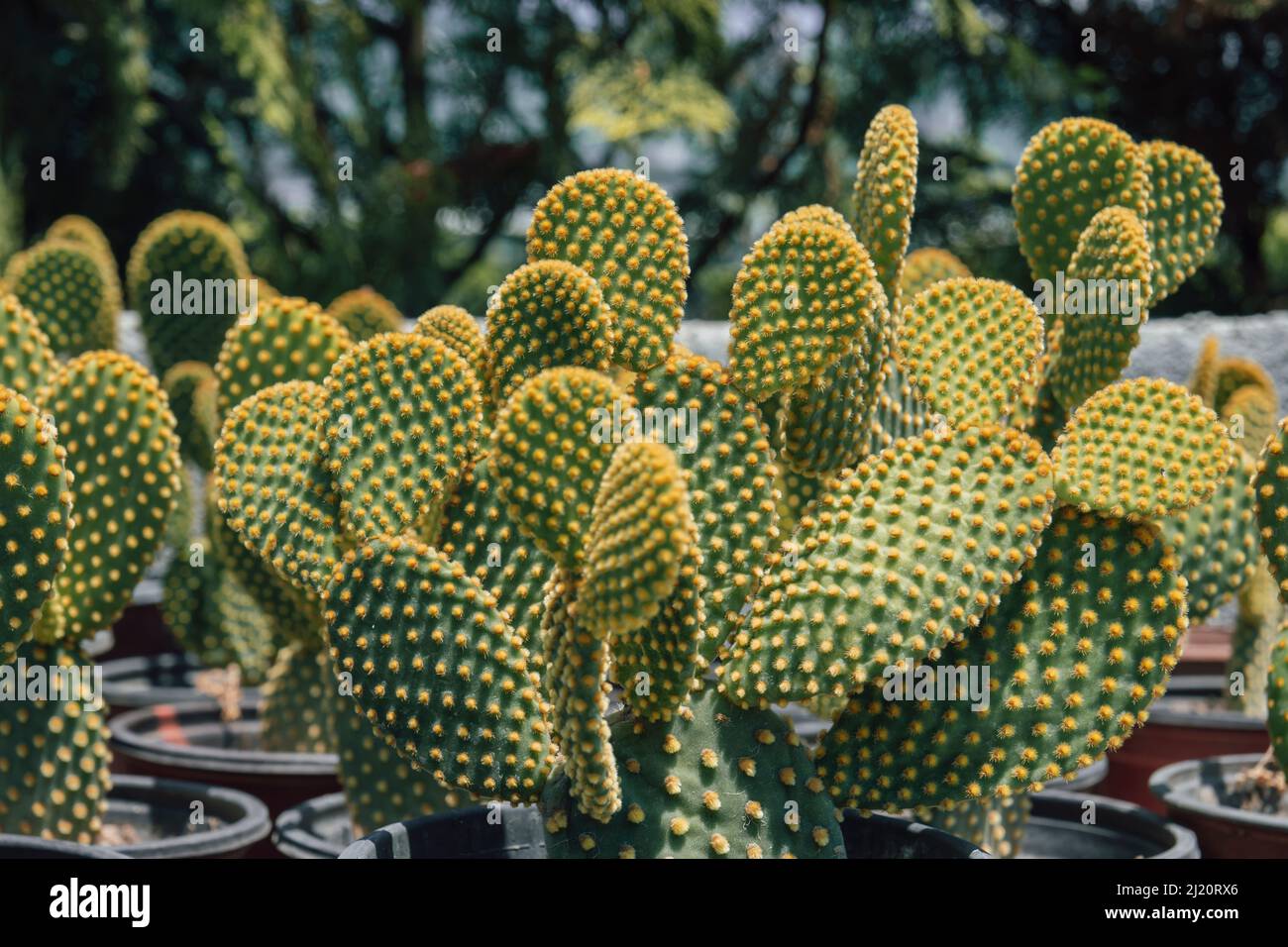 Plants shape variety hi-res stock photography and images - Alamy
