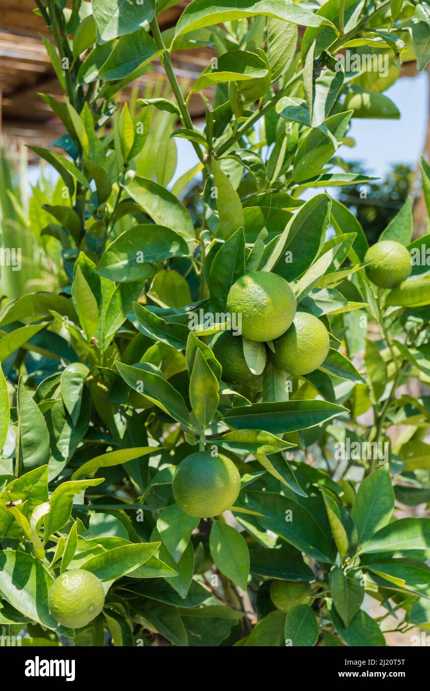 Orange Seedlings Images at Ruby Vannatter blog