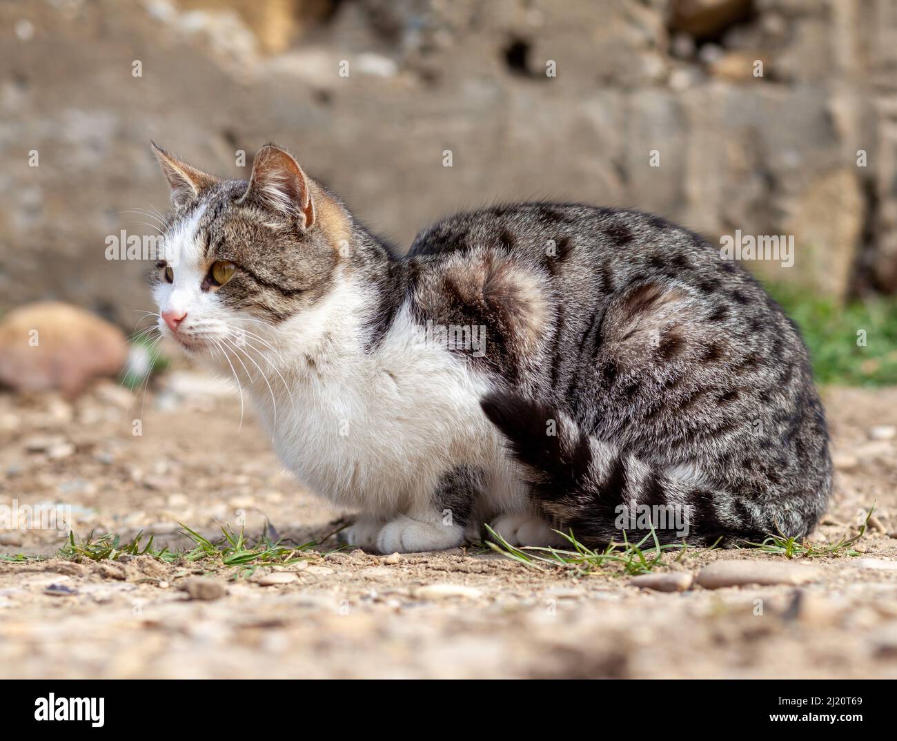 A beautiful striped street cat in the countryside. The cat sits Stock ...