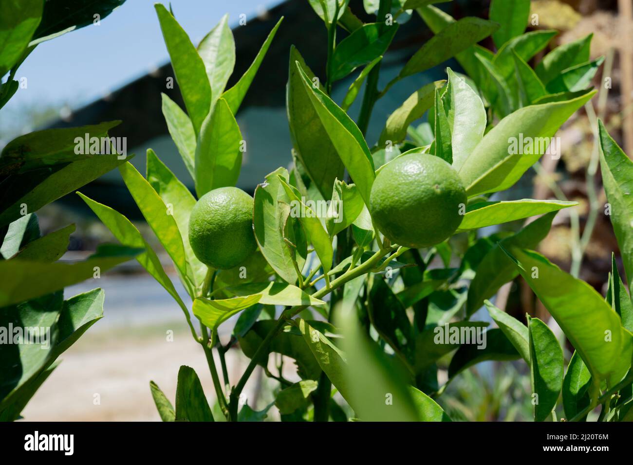 Orange Seedlings Images at Ruby Vannatter blog