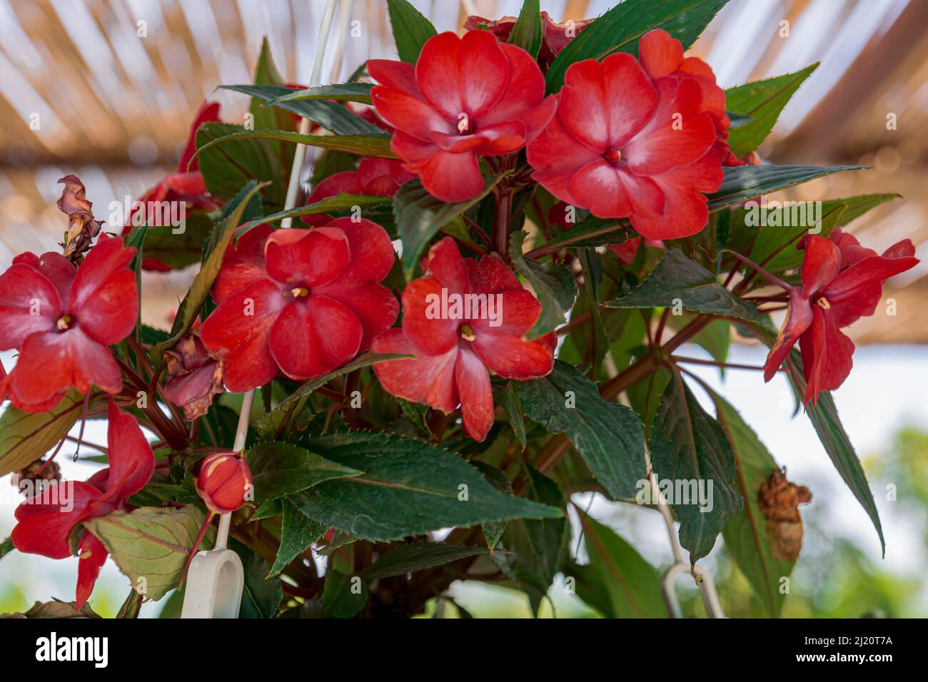 Papua new guinea flower hi-res stock photography and images - Alamy