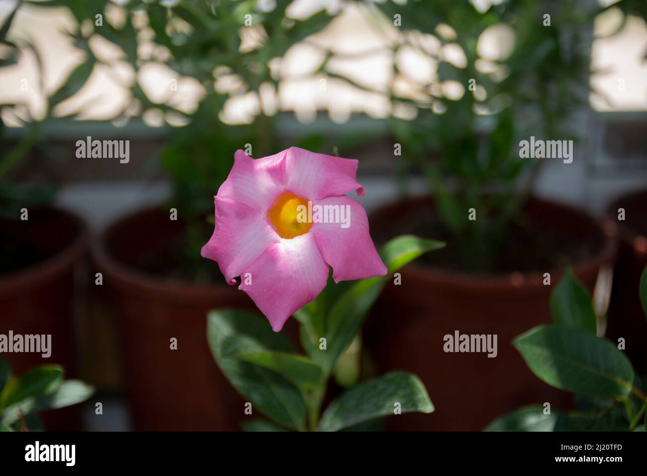 Catharanthus roseus, commonly known as bright eyes, Cape periwinkle ...