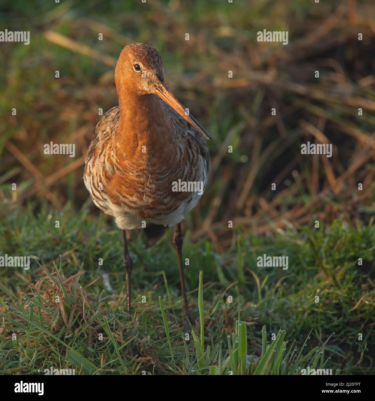 A beautiful shore bird the black tailed Godwit in early morning ...